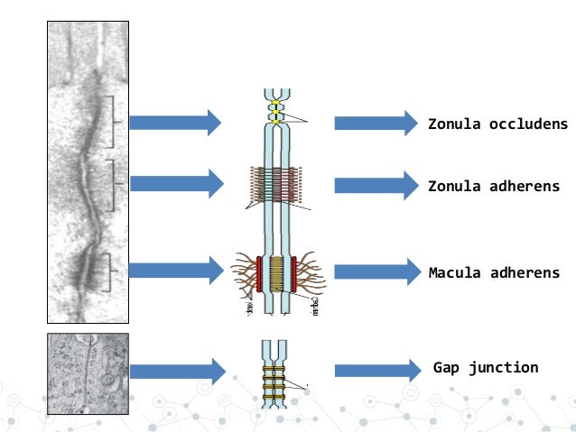 Cell junction & Junctional complexes