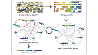 Masurca genome assembly with super reads | PPT