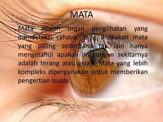 Mata | PPTX