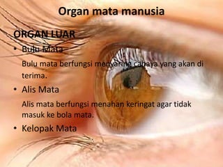 Mata | PPTX
