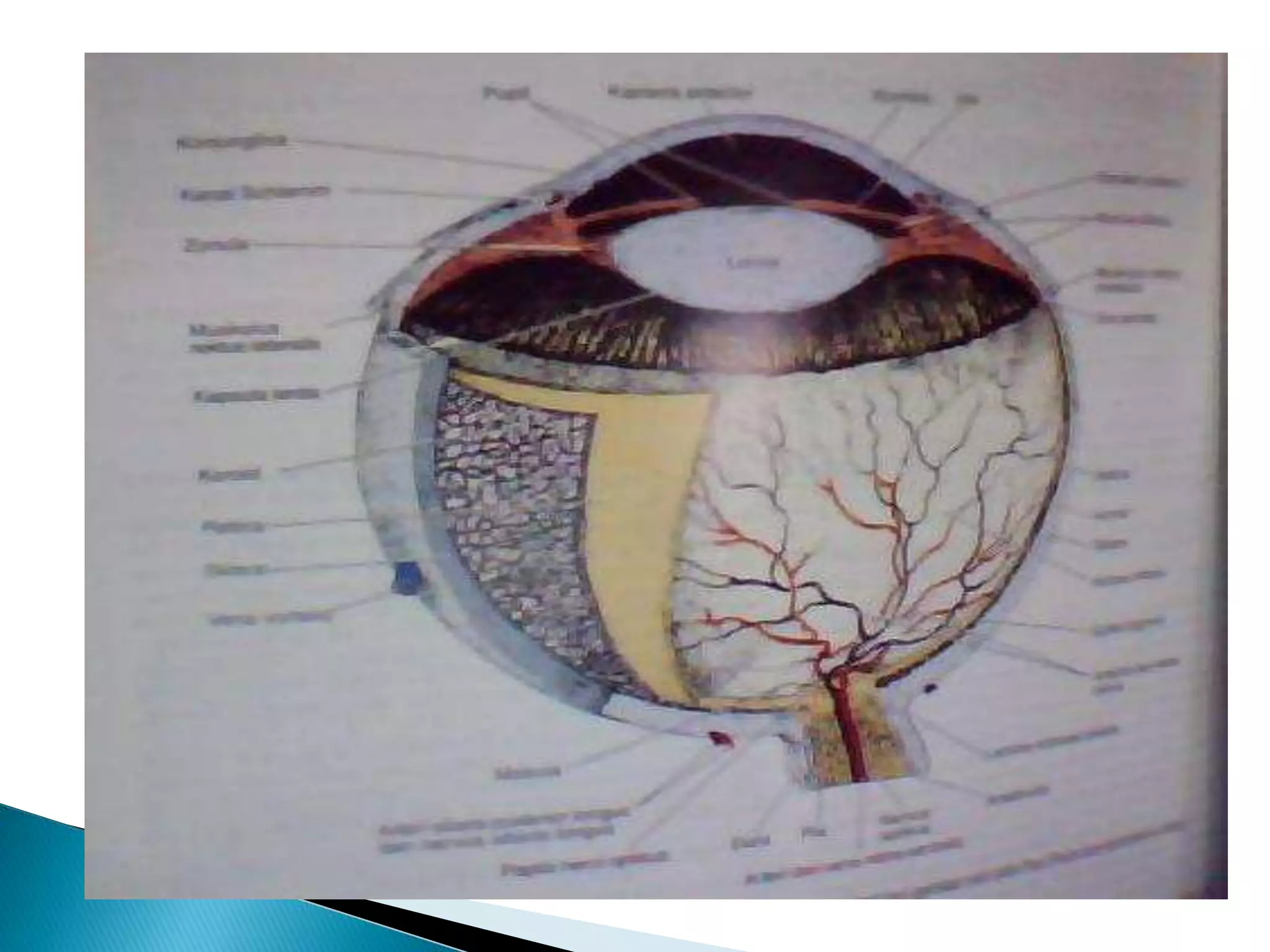 histologi mata (modul organ sensoris) | PPTX