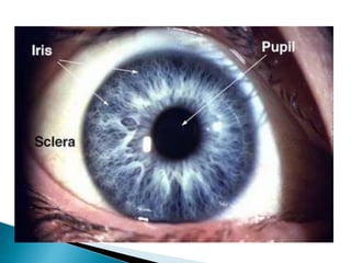 histologi mata (modul organ sensoris) | PPTX