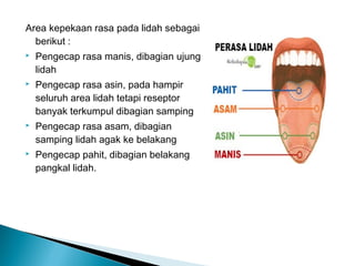 Indra Penglihatan & Indra Pengecap | PPT