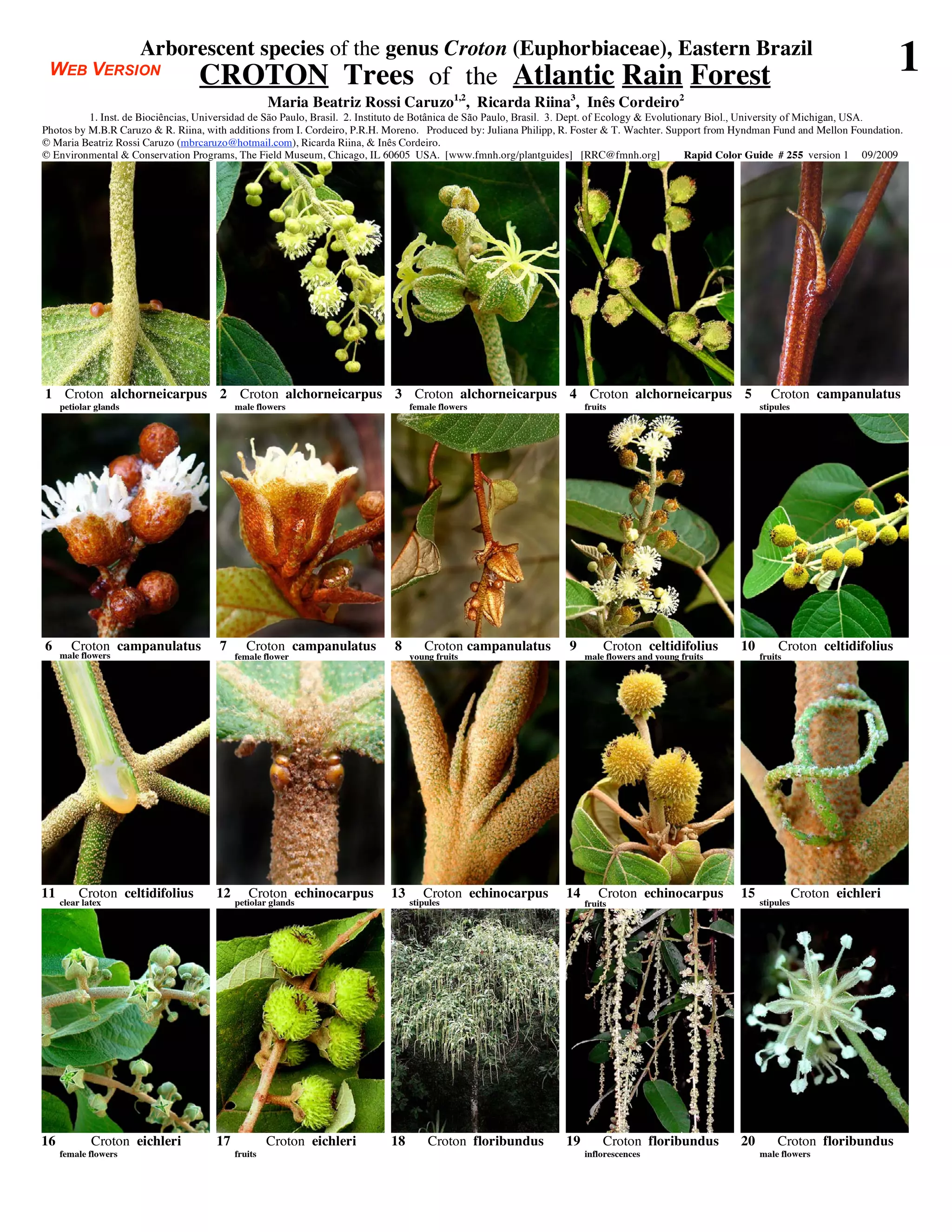 Mata atlantica - croton trees (euphorbiaceae) | PDF