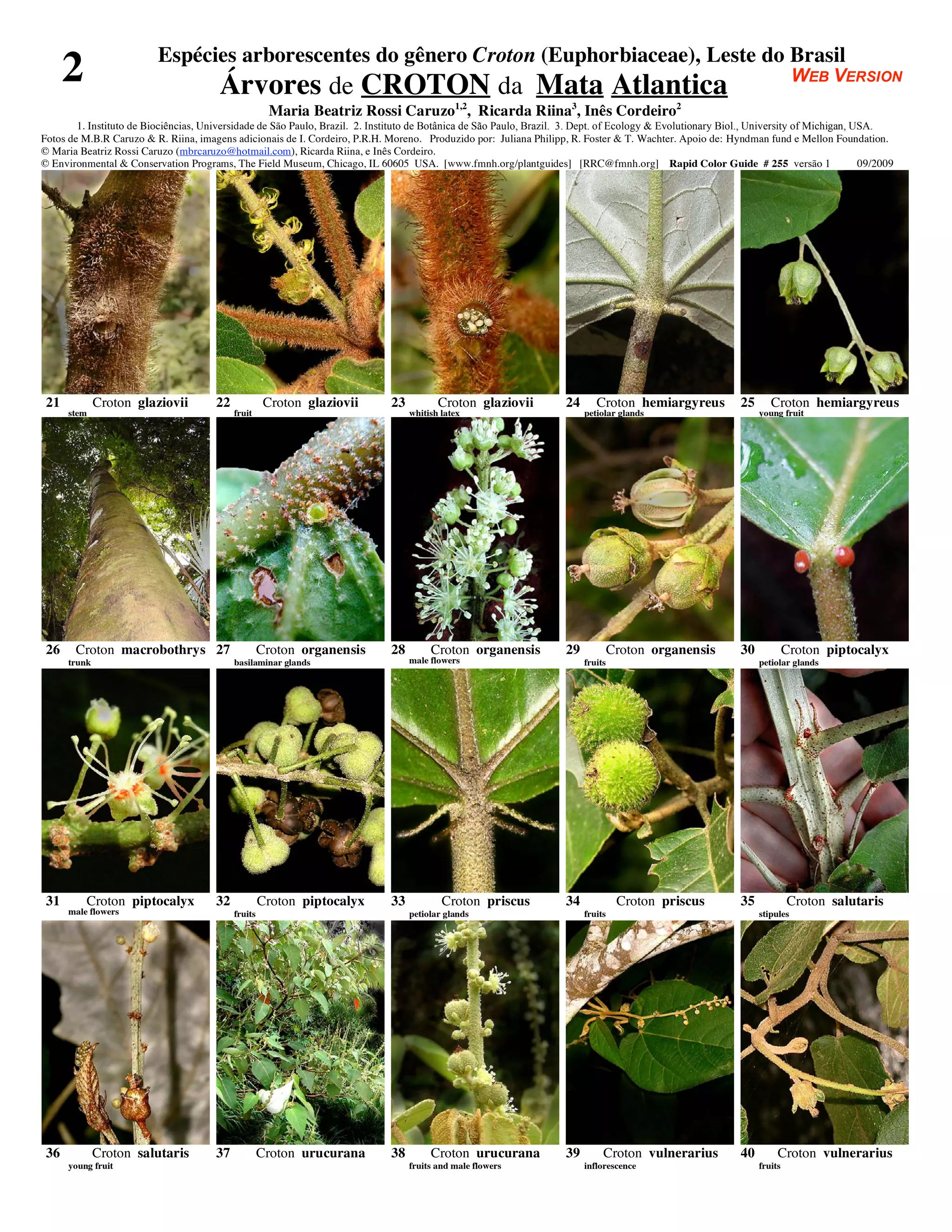 Mata atlantica - croton trees (euphorbiaceae) | PDF