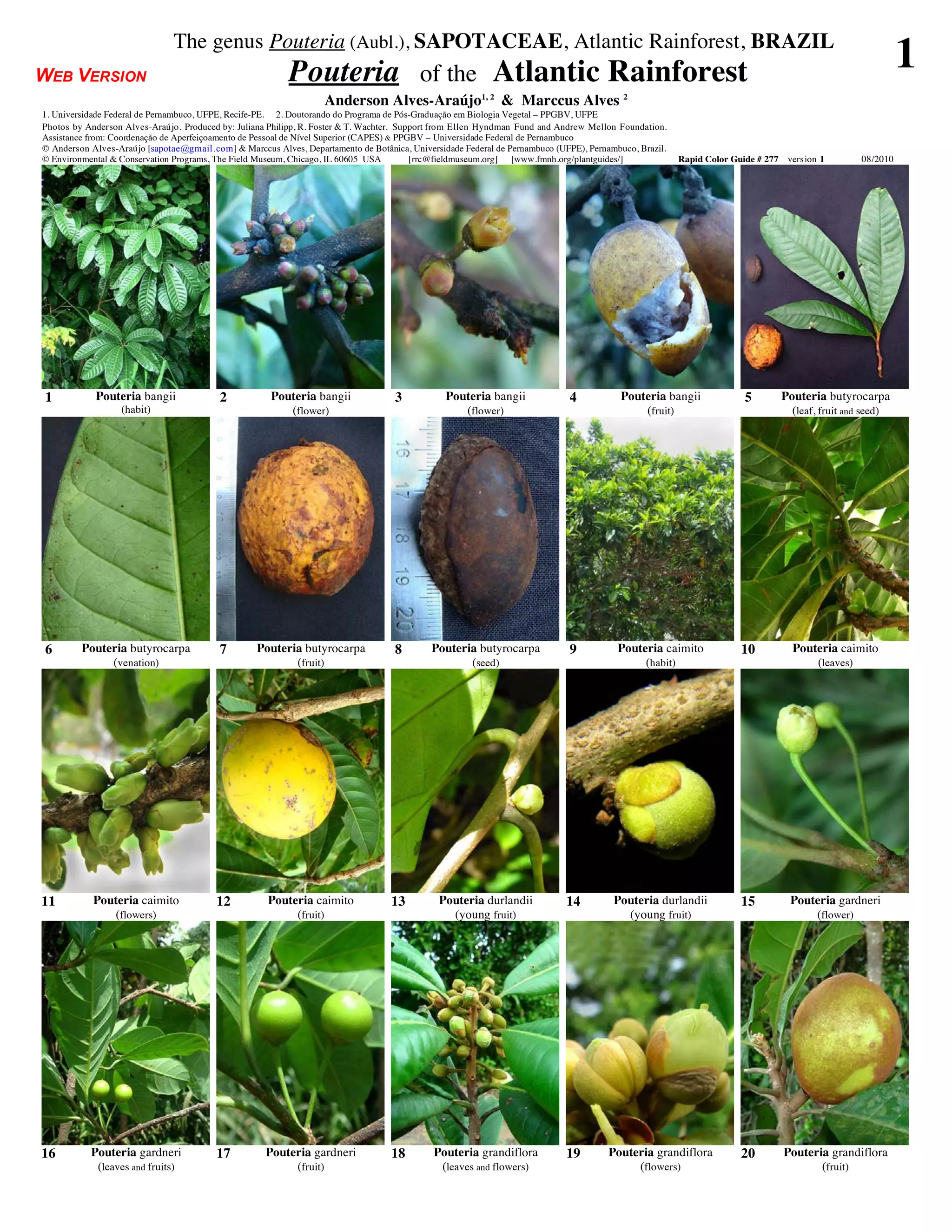 Mata atlantica - pouteria (sapotaceae) | PDF