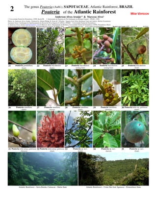 Mata atlantica - pouteria (sapotaceae) | PDF