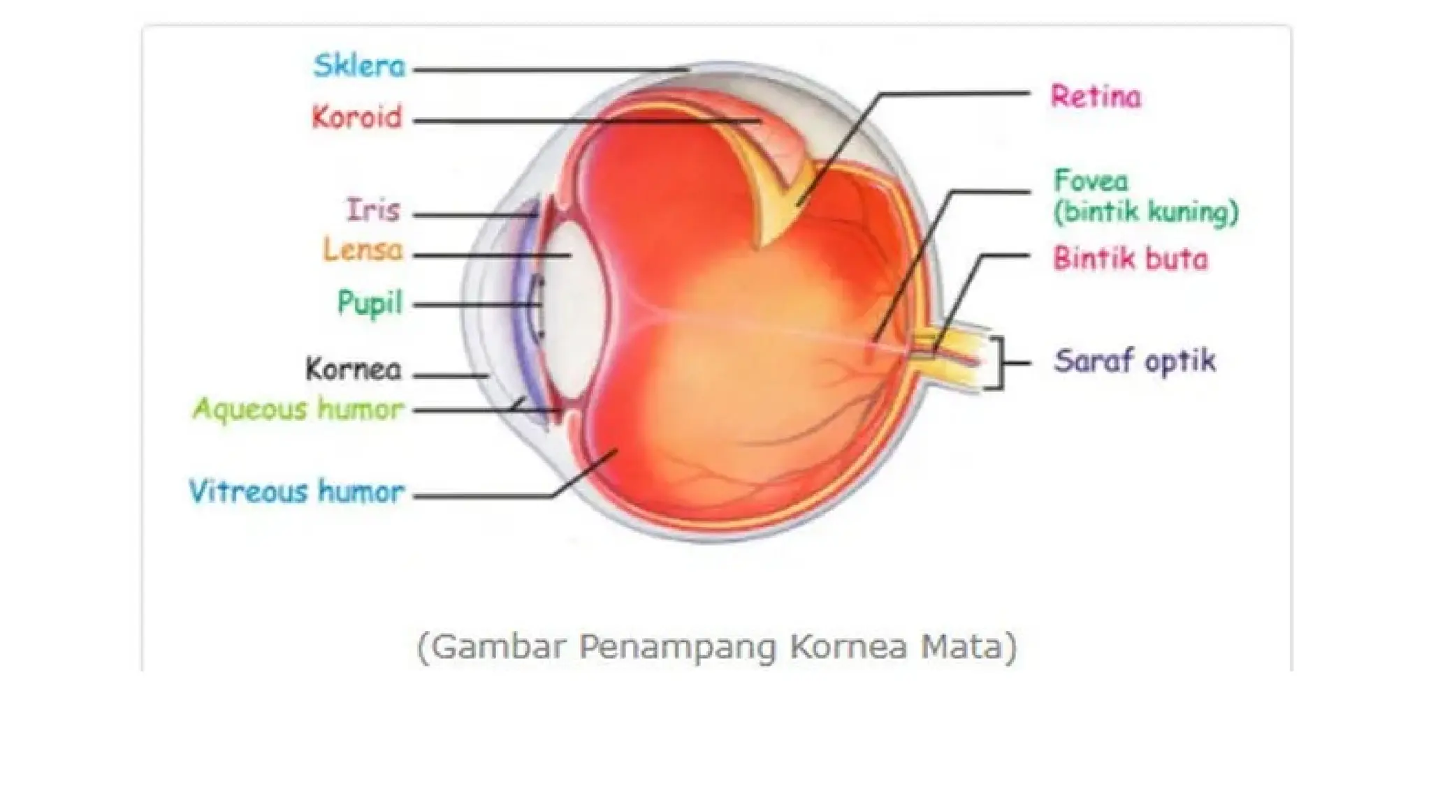 Materi IPAS Bagian-Bagian Mata, penyakit pada mata dan sifat-sifat ...