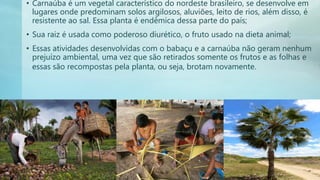 Mata dos cocais | PPTX