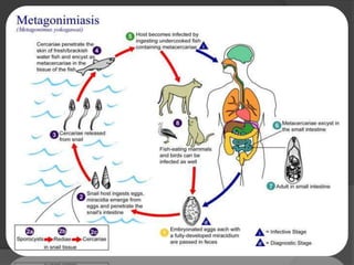 Metagonimus Yokogawai Life Cycle