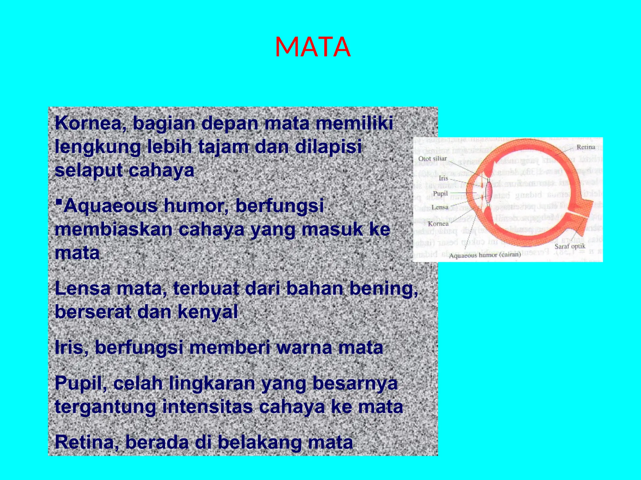 MATA. Mata merupakan salah satau dari alat optik. | PPT