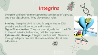 Composition of the Extracellular Matrix powerpoint presentation | PPT