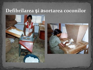 Matasea naturala | PPT