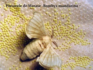 Matasea naturala | PPT