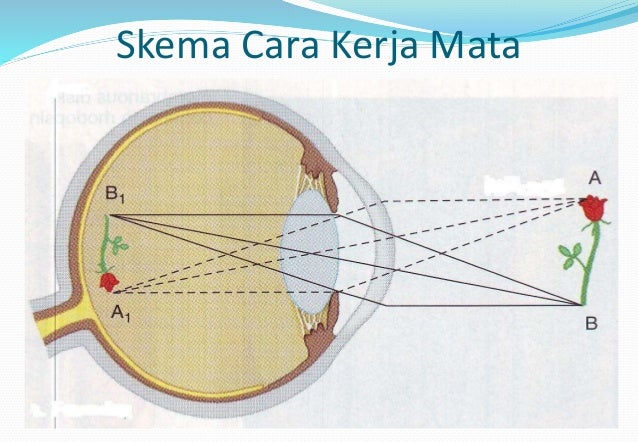 Baru 25+ Cara Kerja Mata