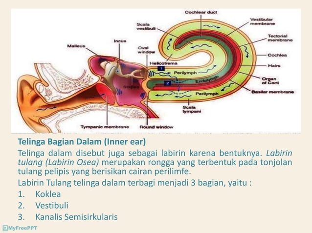 MATA TELINGA.ppt