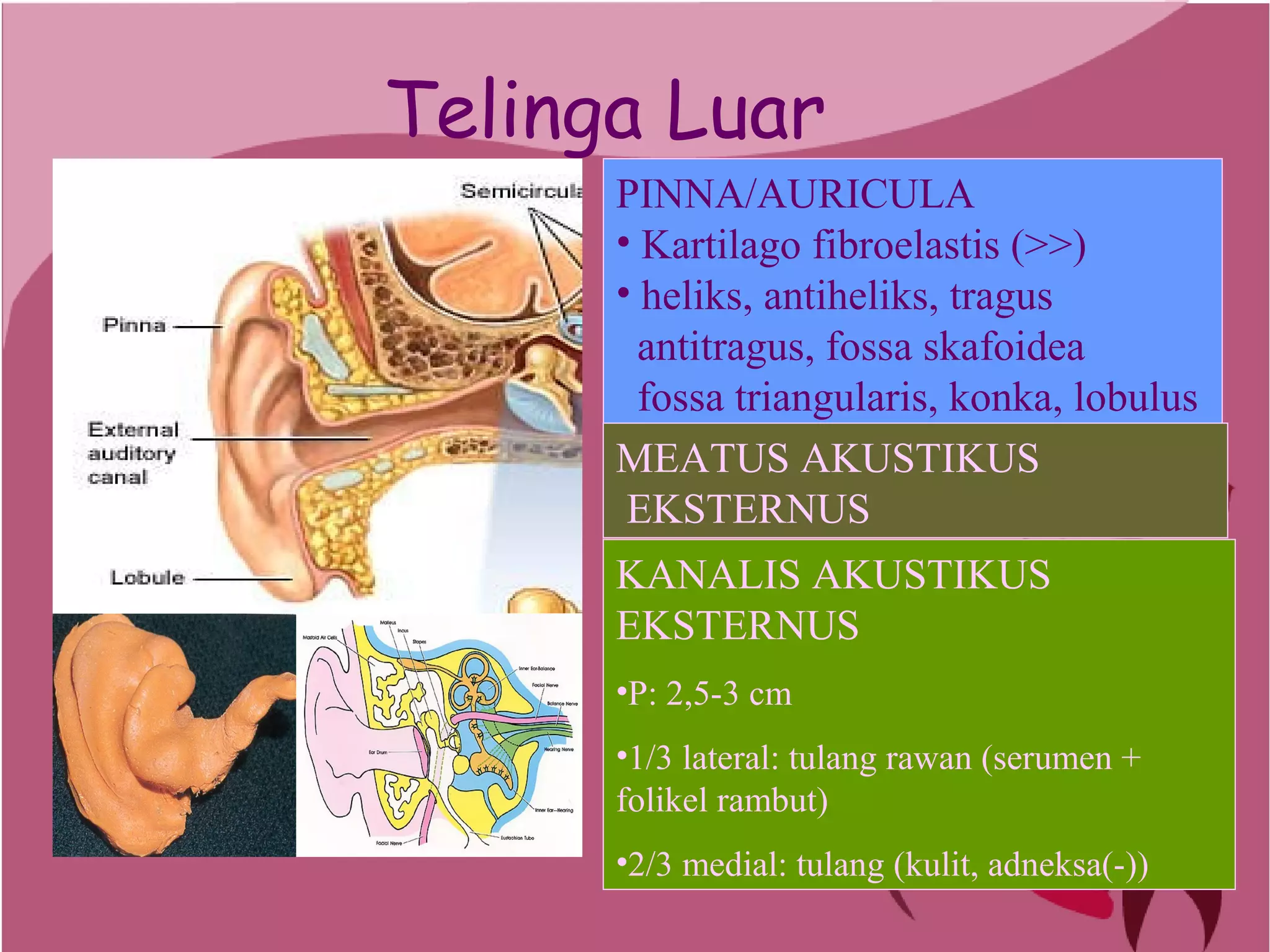 Mata & telinga (matrikulasi) | PPT