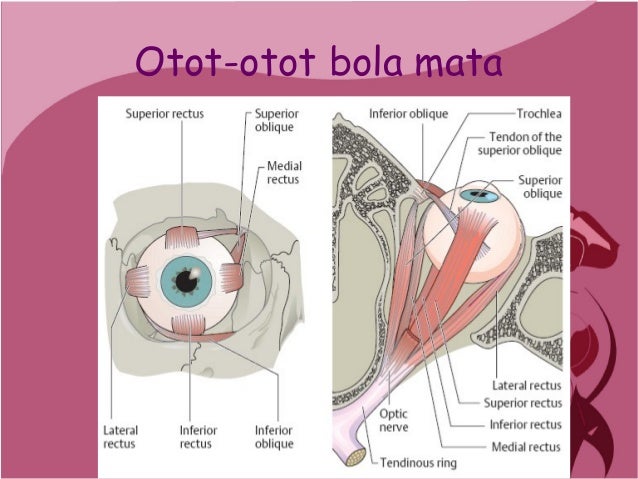 Mata & telinga (matrikulasi)