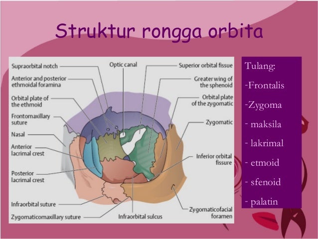 Mata & telinga (matrikulasi)