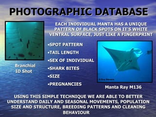 PADI Manta Awareness speciality | PPT | Fish and Aquariums | Pets