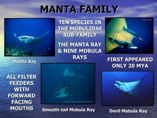 PADI Manta Awareness speciality | PPT