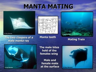 PADI Manta Awareness speciality | PPT | Fish and Aquariums | Pets