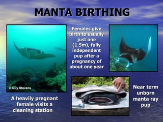 PADI Manta Awareness speciality | PPT