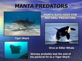 PADI Manta Awareness speciality | PPT | Fish and Aquariums | Pets