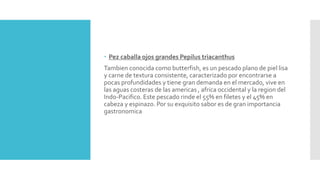 CALCULO DEL VOLUMEN DE LA ALETA CAUDAL DEL SCOMBER SCOMBRUS (CABALLA ...