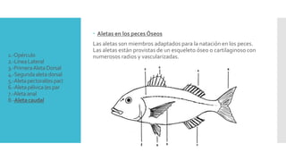 CALCULO DEL VOLUMEN DE LA ALETA CAUDAL DEL SCOMBER SCOMBRUS (CABALLA ...