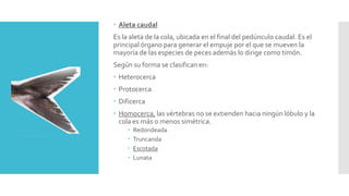 CALCULO DEL VOLUMEN DE LA ALETA CAUDAL DEL SCOMBER SCOMBRUS (CABALLA ...