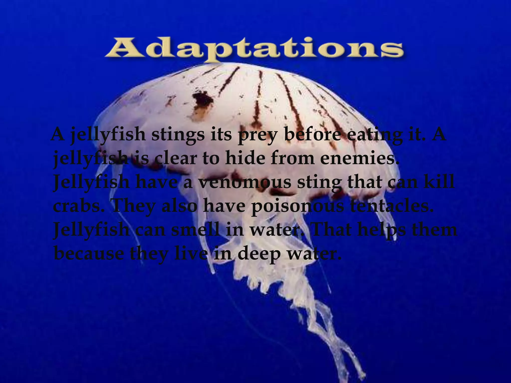 Mateo's jellyfish presentation | PPTX