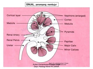 materii kuliah anatomi dan fungsi ginjal | PDF