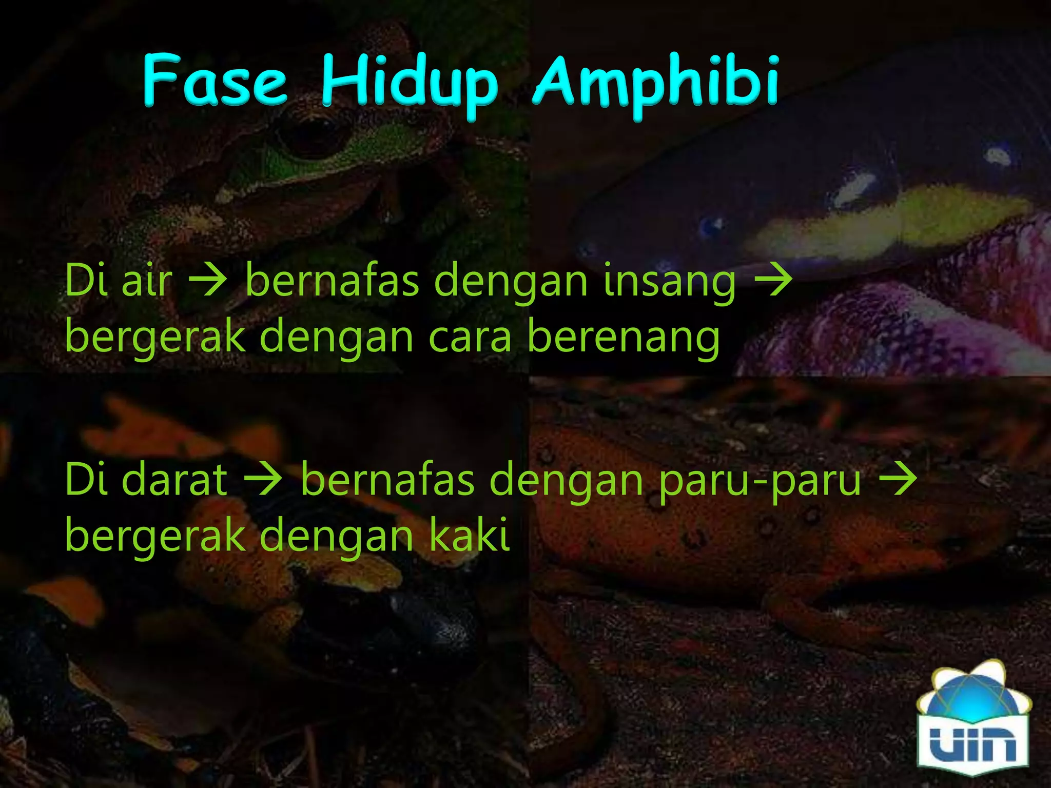 Materi 1 pengenalan Amfibi | PPTX
