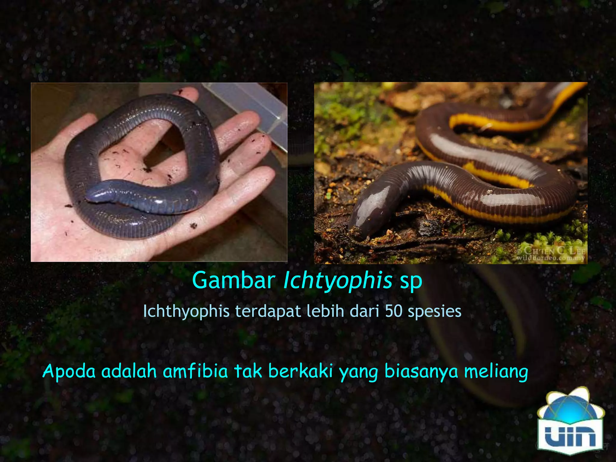 Materi 2 klasifikasi | PPTX