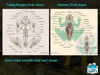 Materi 2 klasifikasi | PPTX