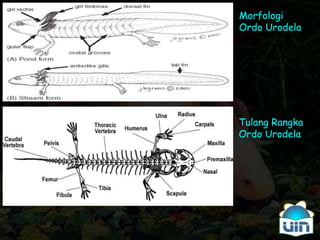 Materi 2 klasifikasi | PPTX