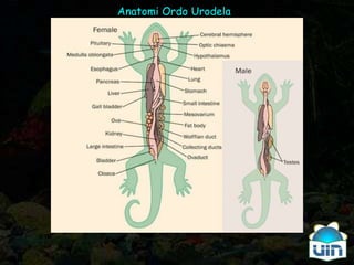 Materi 2 klasifikasi | PPTX