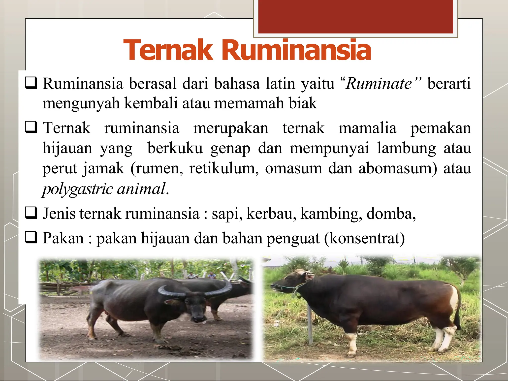 Materi 1. Jenis dan Perkandangan Ternak Ruminansia.pdf