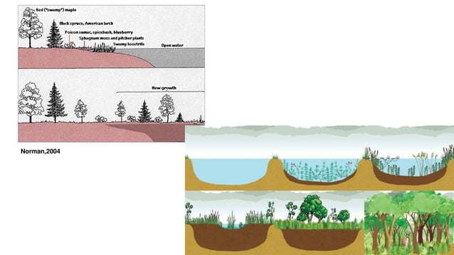 Materi tentang Suksesi Hutan dan Ekosistem | PPTX