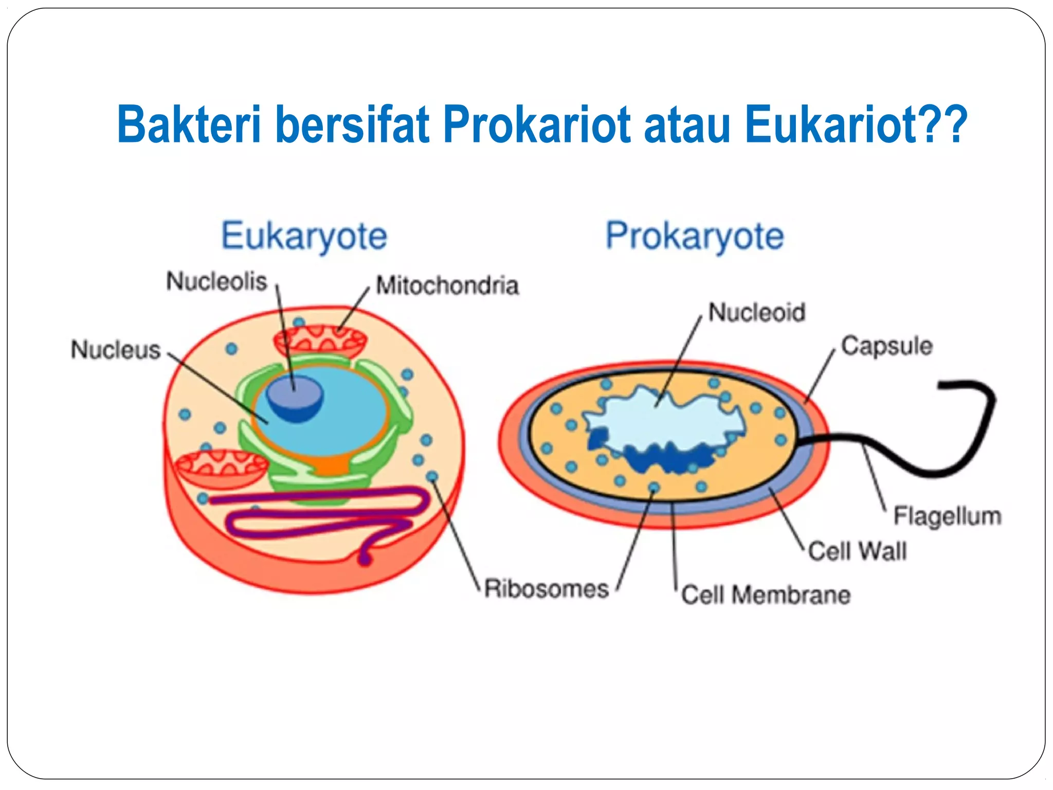 MIKROBIOLOGI: BAKTERI | PPT