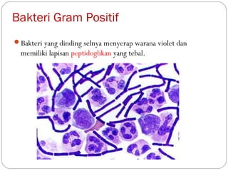 MIKROBIOLOGI: BAKTERI | PPT