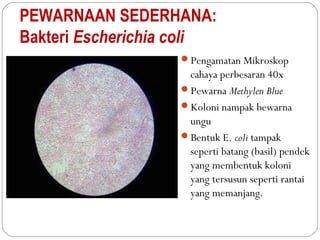 MIKROBIOLOGI: BAKTERI | PPT