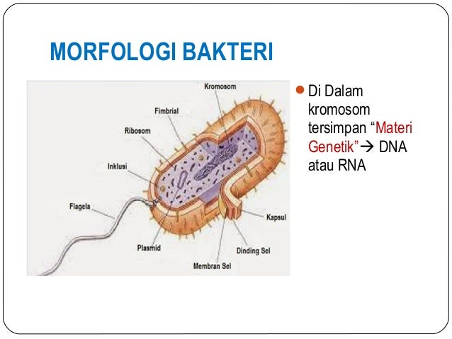MIKROBIOLOGI: BAKTERI