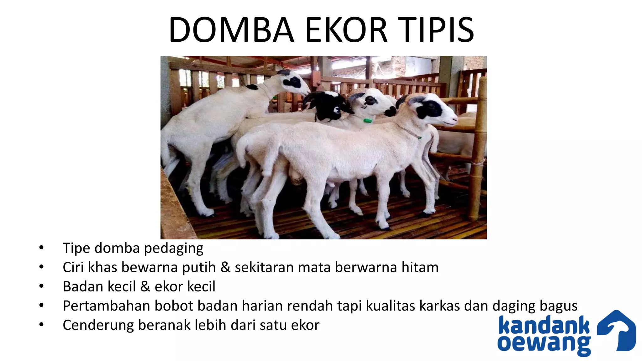MATERI 1 Jenis Kambing Domba.pdf