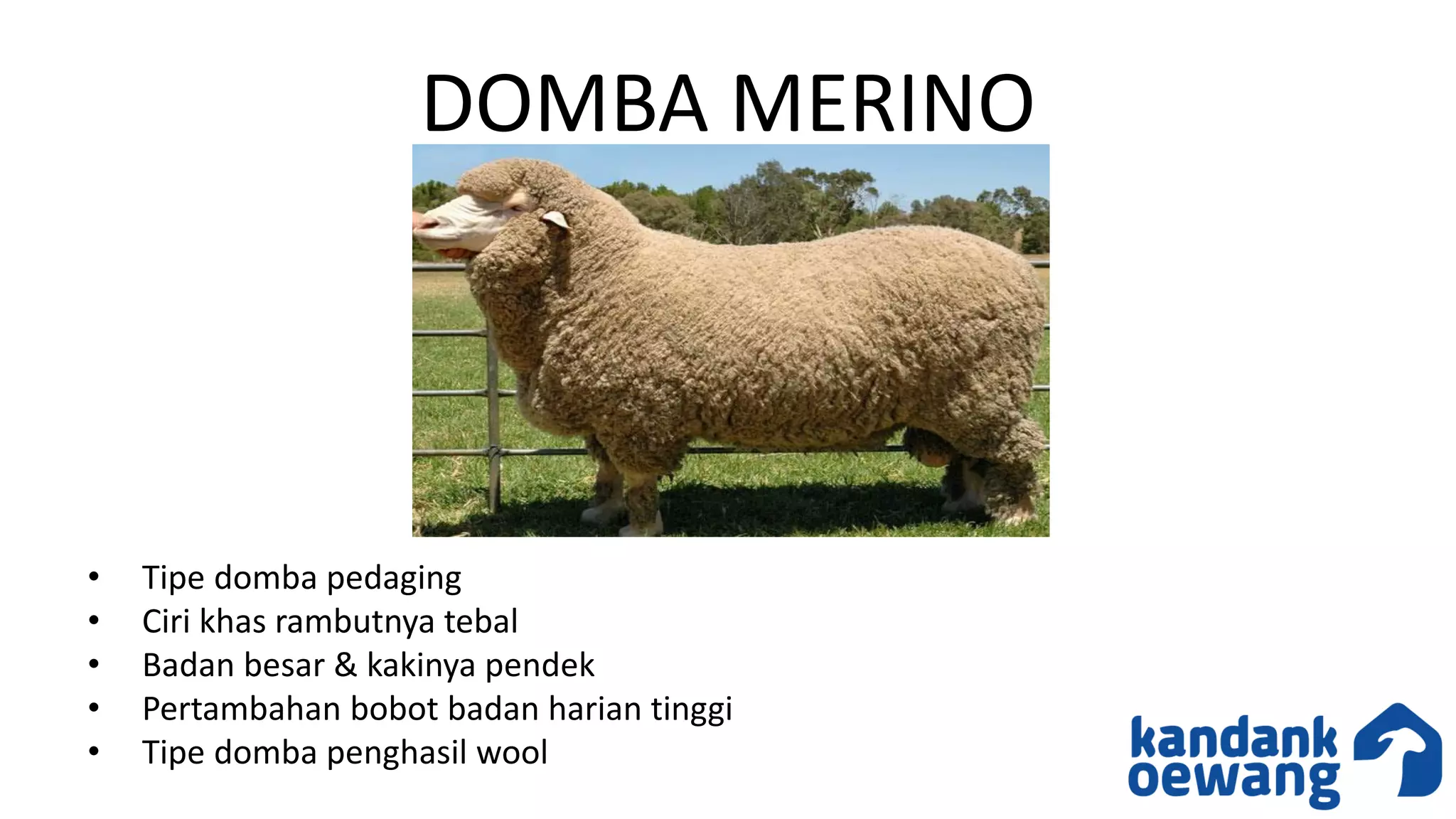 MATERI 1 Jenis Kambing Domba.pdf
