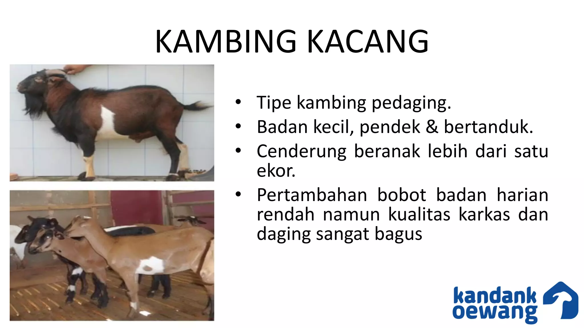 MATERI 1 Jenis Kambing Domba.pdf