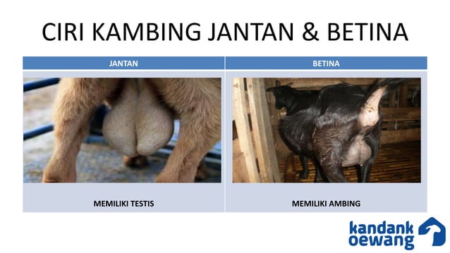 MATERI 1 Jenis Kambing Domba.pdf