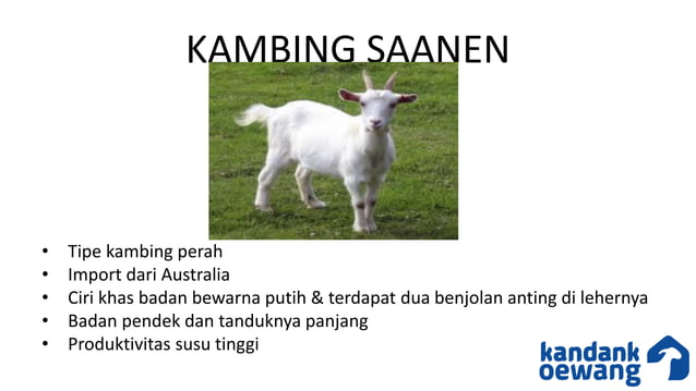 MATERI 1 Jenis Kambing Domba.pdf