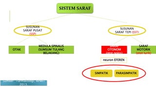 Materi 1 Farmakologi Kelas XI Farmasi "obat sistem saraf otonom" | PPTX